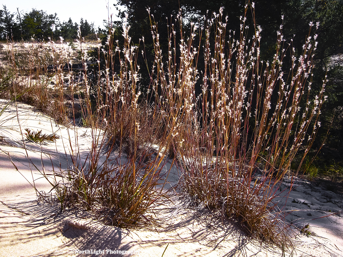 PICTURE TODAY 20 OCTOBER 2024 – NorthLight Photography