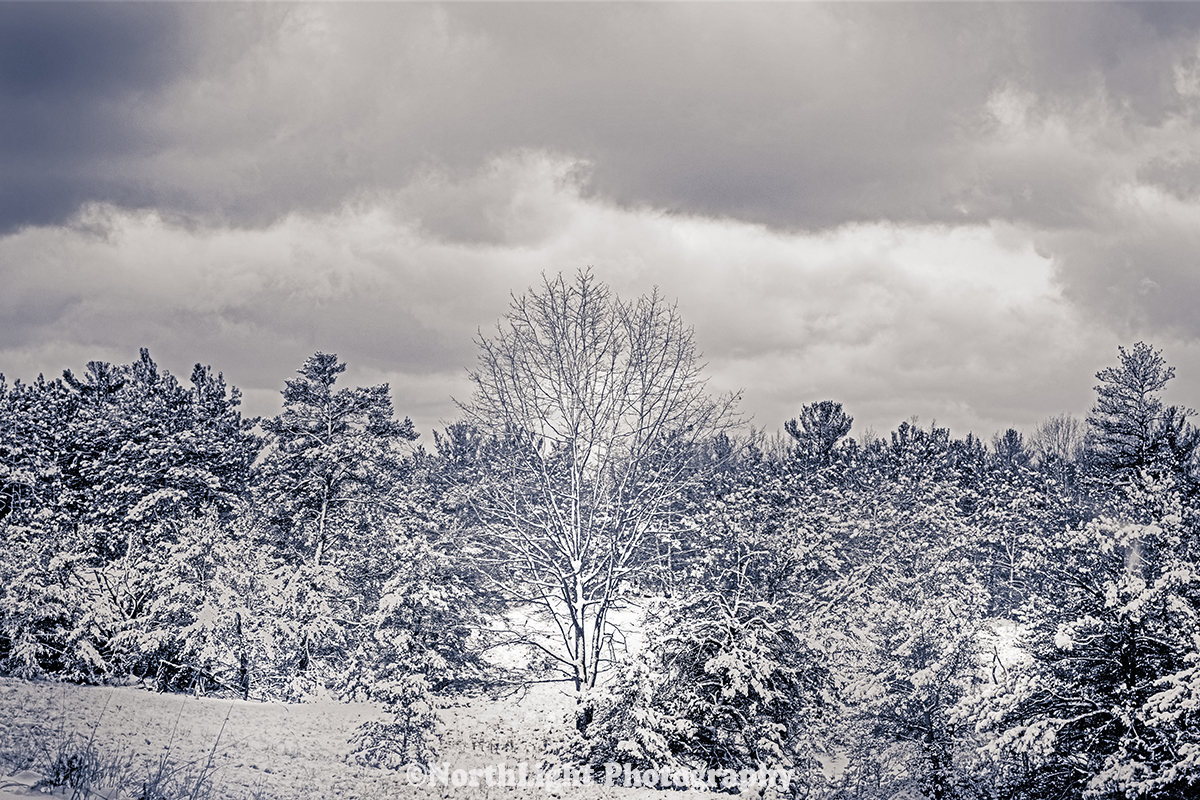 PICTURE TODAY: Discover the Beauty of Winter in Ludington State Park ...